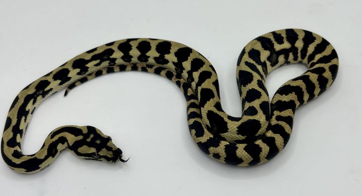 Het Axthanic pure jungle Carpet Python male - The Snake Pit
