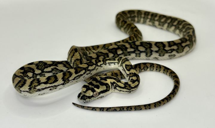 50% Diamond Jaguar Carpet Python - The Snake Pit