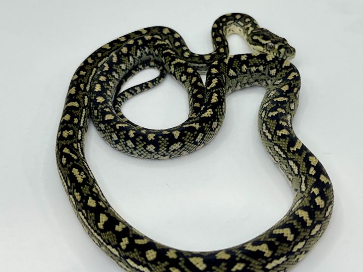 50% Diamond Python - The Snake Pit