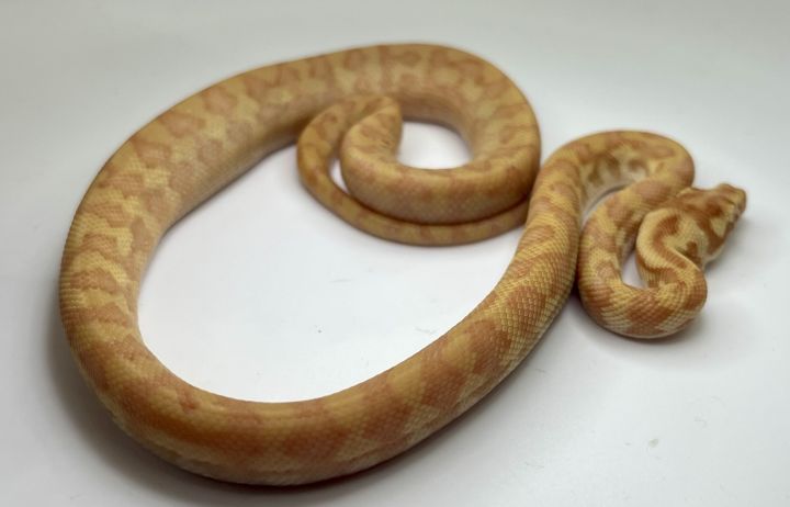 50% Bredli Albino Carpet Python - The Snake Pit