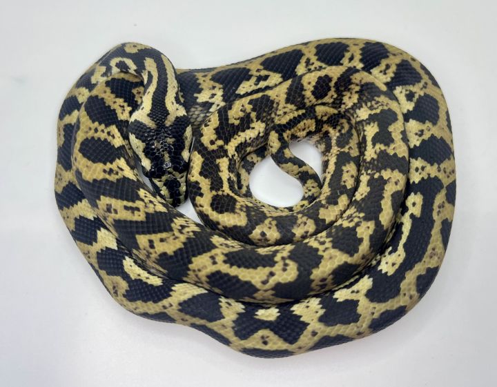 Het snow carpet Python female - The Snake Pit