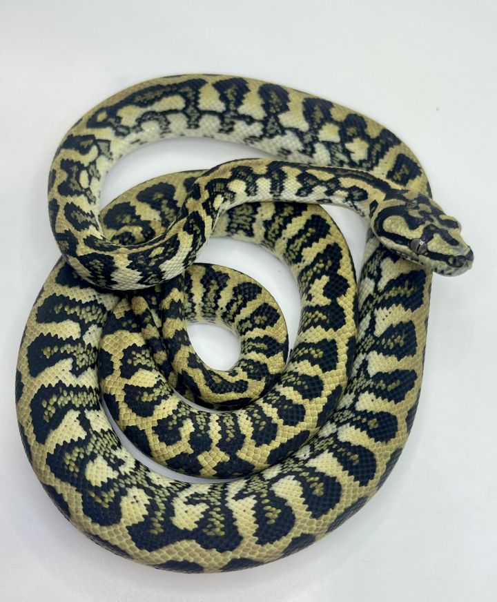 50% Diamond Jaguar Carpet Python female - The Snake Pit