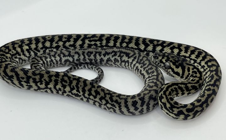 Axanthic het Albino zebra carpet Python - The Snake Pit